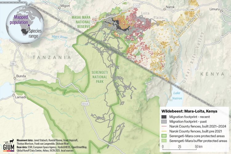 Why wildebeest migration shrunk by 90% in Kenya | National ...
