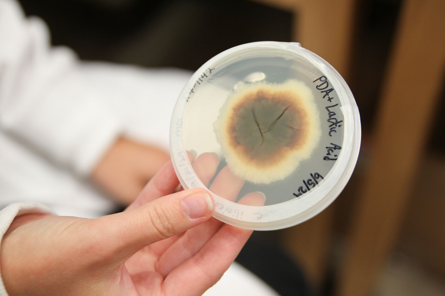 New fungal disease threatens Indiana soybeans | City & State ...