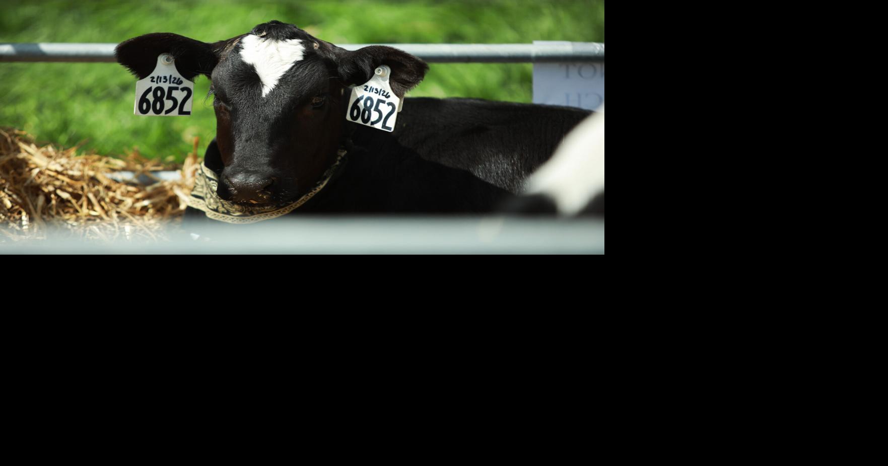 Milk Monday opens Ag Week with dairy education, free food | Campus ...