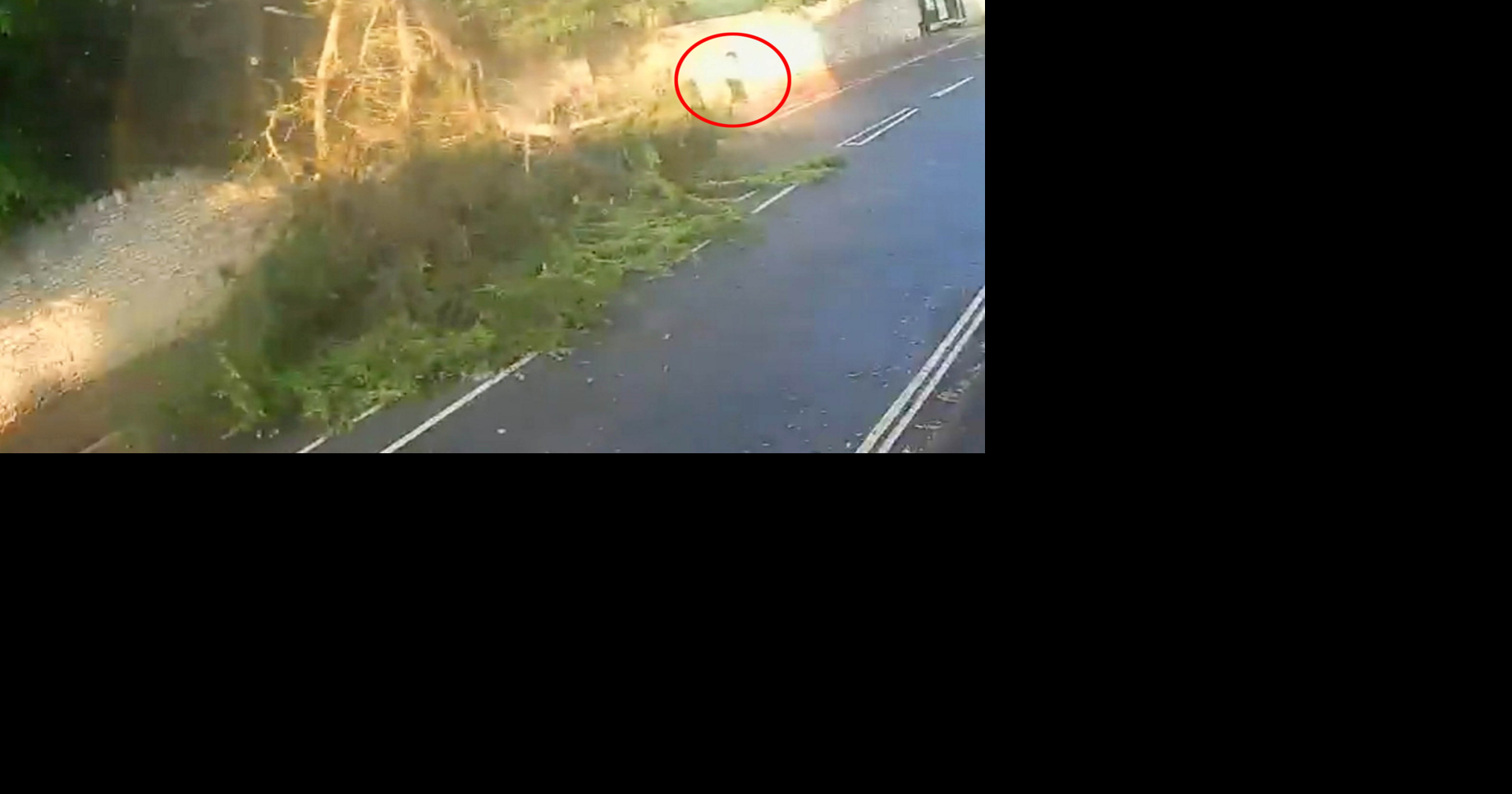Woman almost crushed by tree while walking dog | National ...