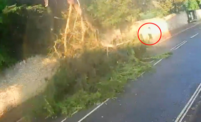 Woman almost crushed by tree while walking dog | National ...