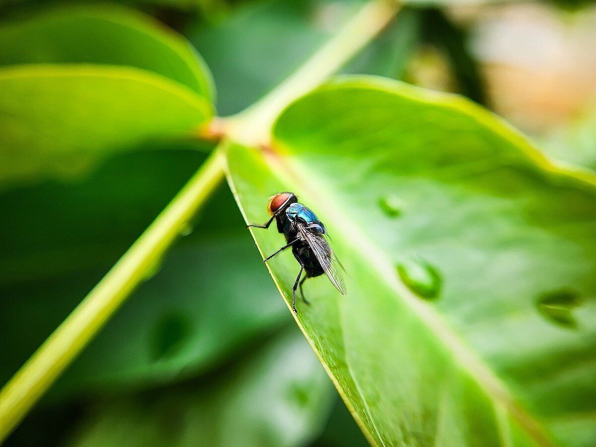 U.S. Resident Diagnosed With Rare Screwworm Parasite After Travel ...