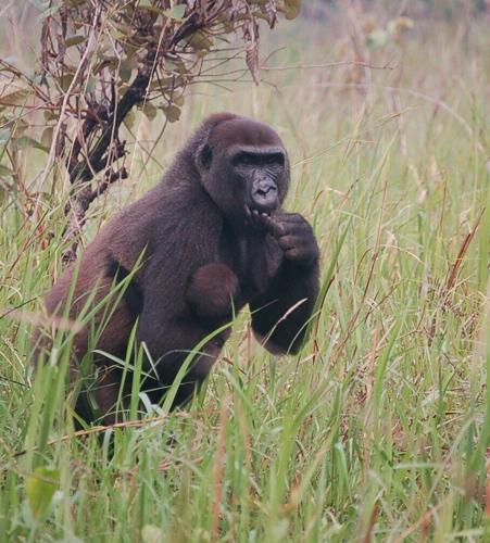 Rescued gorilla with one arm becomes mom | National | purdueexponent.org