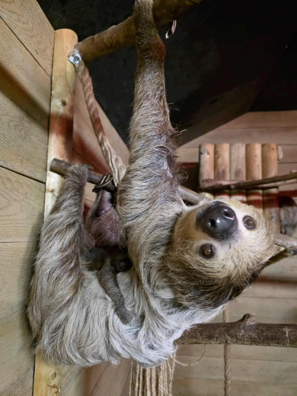 Second-oldest sloth becomes father again at 35 years old | National ...