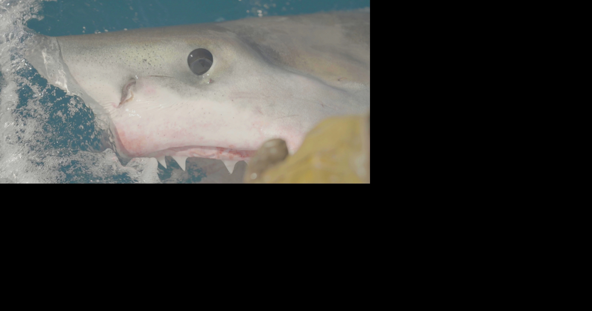 Massive great white shark roaming major tourist hub | National ...