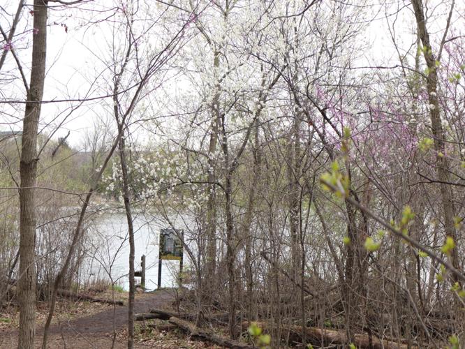Celery Bog offers natural space for community, wildlife | City State ...