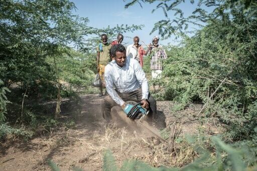 Ethiopia's invasive prosopis tree chokes livelihoods and land | National | purdueexponent.org