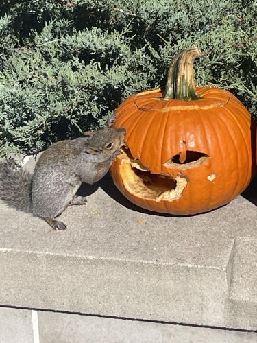 squirrel pumpkin carving