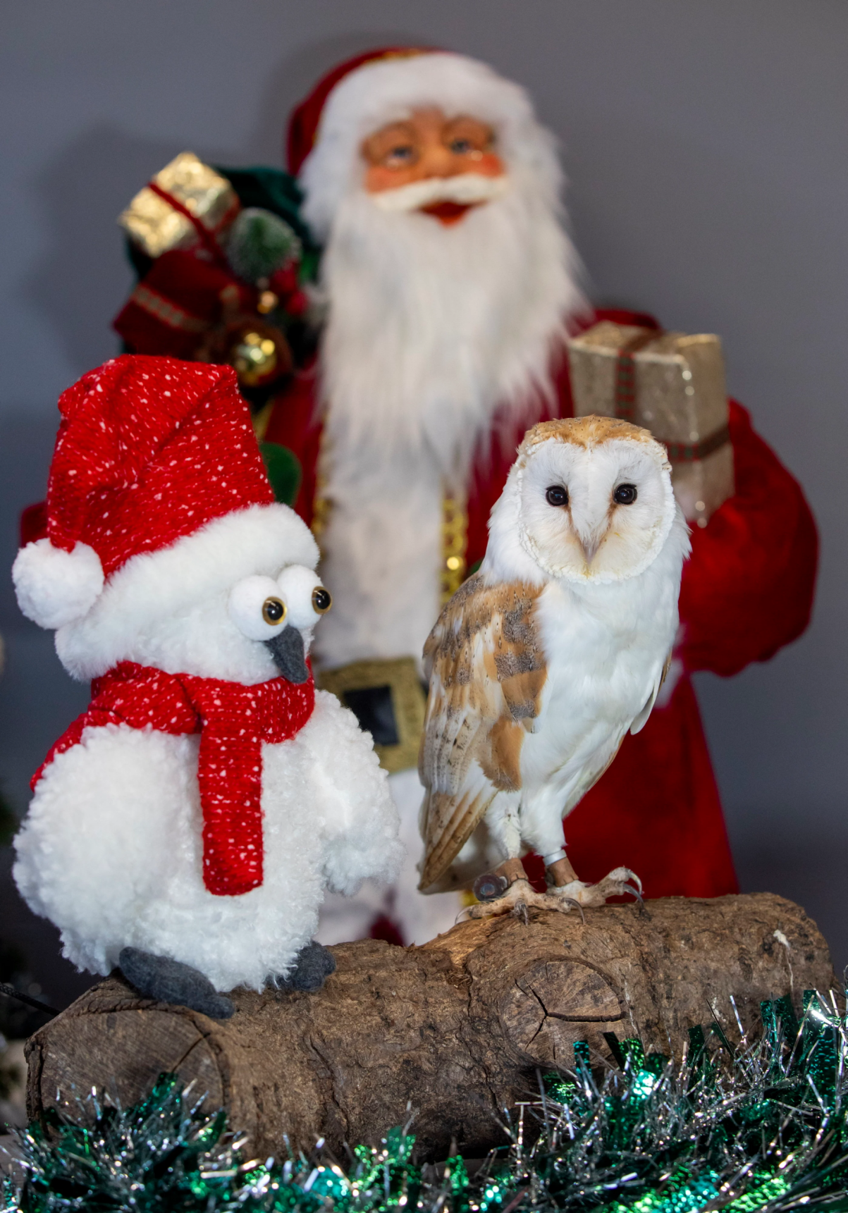 Owls get into holiday spirit by posing with Christmas tree and Santa | National | purdueexponent.org