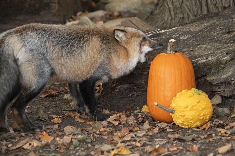 Wolf Park annual Pumpkin Party set for October 19 | City & State ...