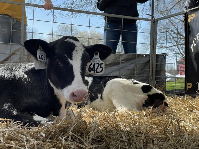 Milk Monday is dairy fun | Campus | purdueexponent.org