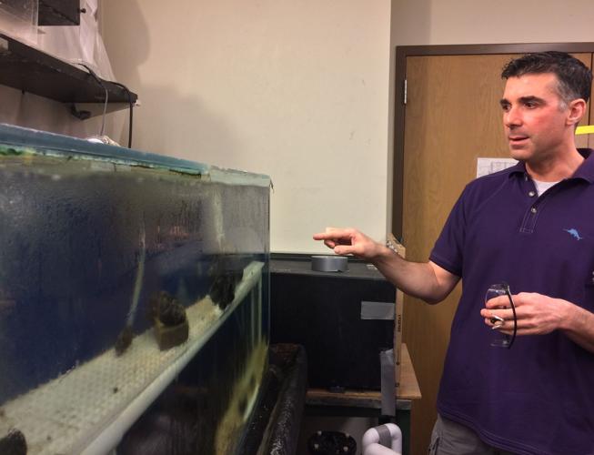 Sticky stuff of shellfish might hold secrets to better glue | Campus ...