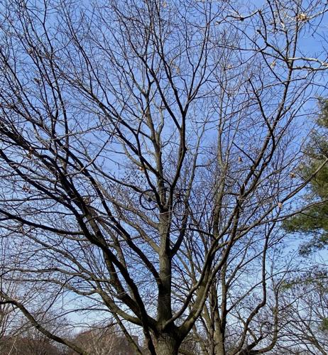 2/9/23 Scenes from Campus, Bike in a Tree | Campus | purdueexponent.org