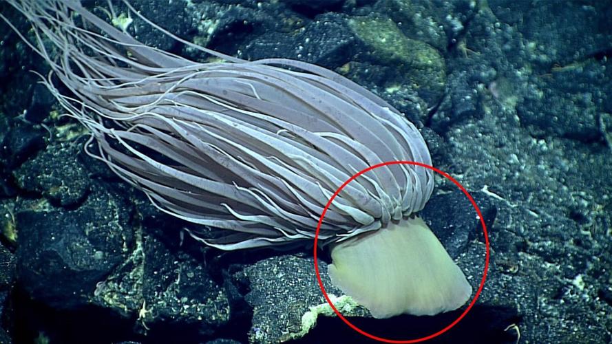 Mystery of ‘golden orb’ found at bottom of ocean finally solved ...