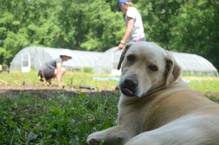 Students cultivate more than crops at Purdue Student Farm | Campus ...
