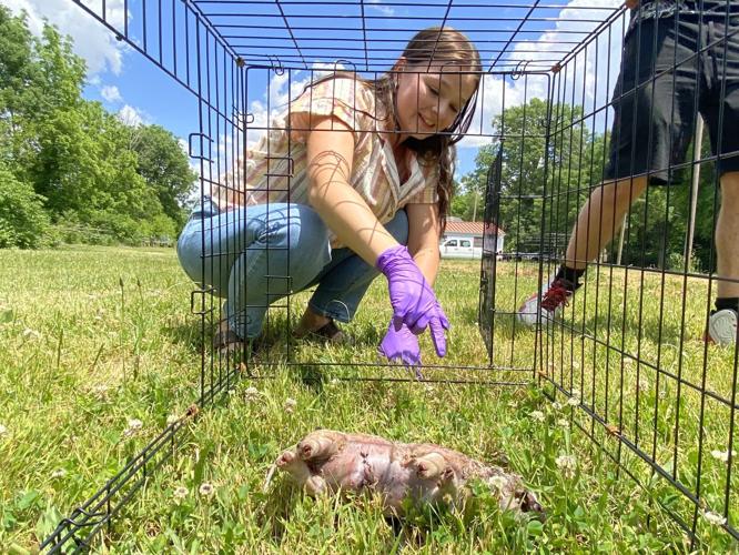 Bugs as evidence: Purdue lab studies link between insects and corpses ...