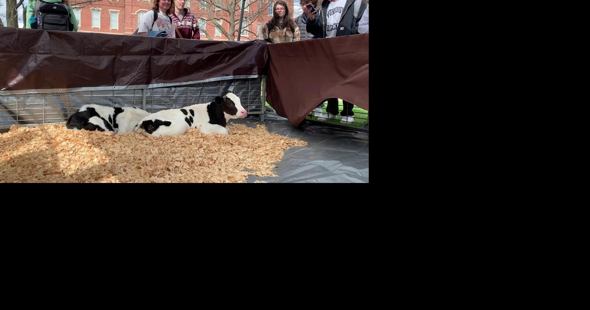 Ag Weeks kicks off with Milk Monday | Campus | purdueexponent.org