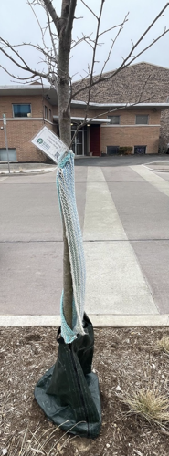 West Lafayette Tree Friends are saving trees | | purdueexponent.org