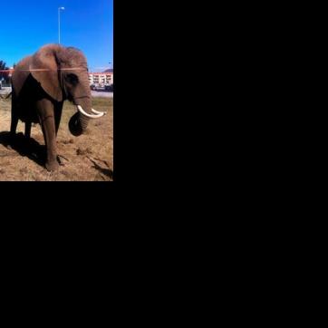Portugal's last circus elephant becomes pioneer for European exiles ...