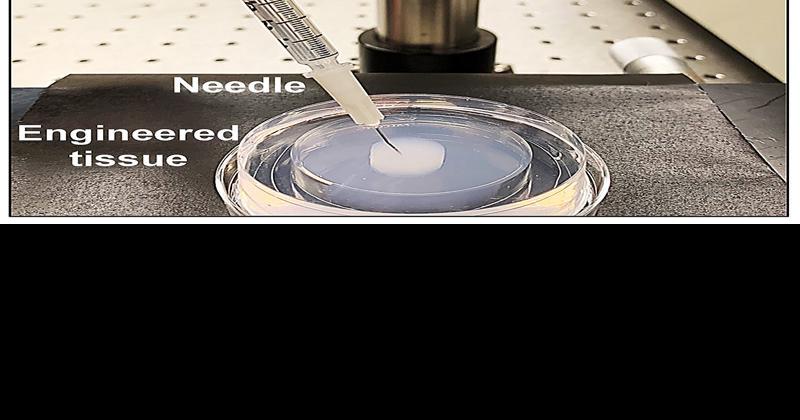 New model measures injection pain | Campus | purdueexponent.org