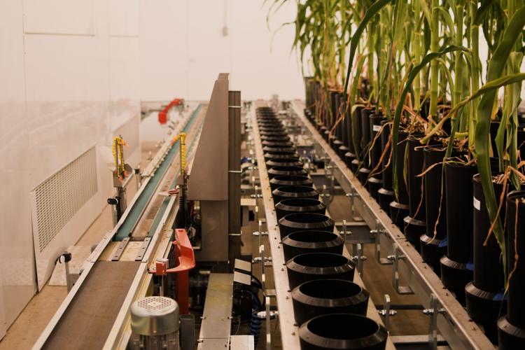 Lilly greenhouses to be remodeled as ‘Purdue Moves’ forward in research ...
