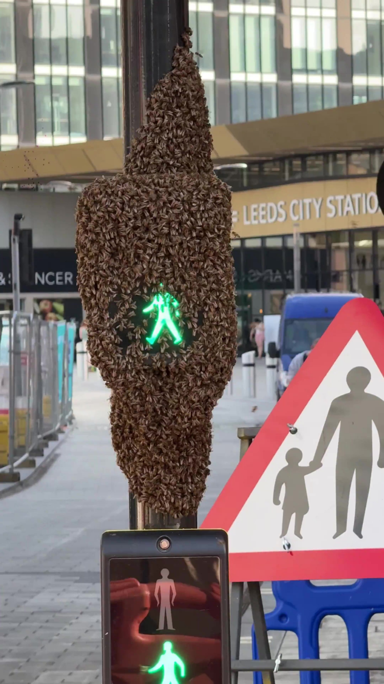 Giant swarm of bees cover pedestrian crossing at train station ...