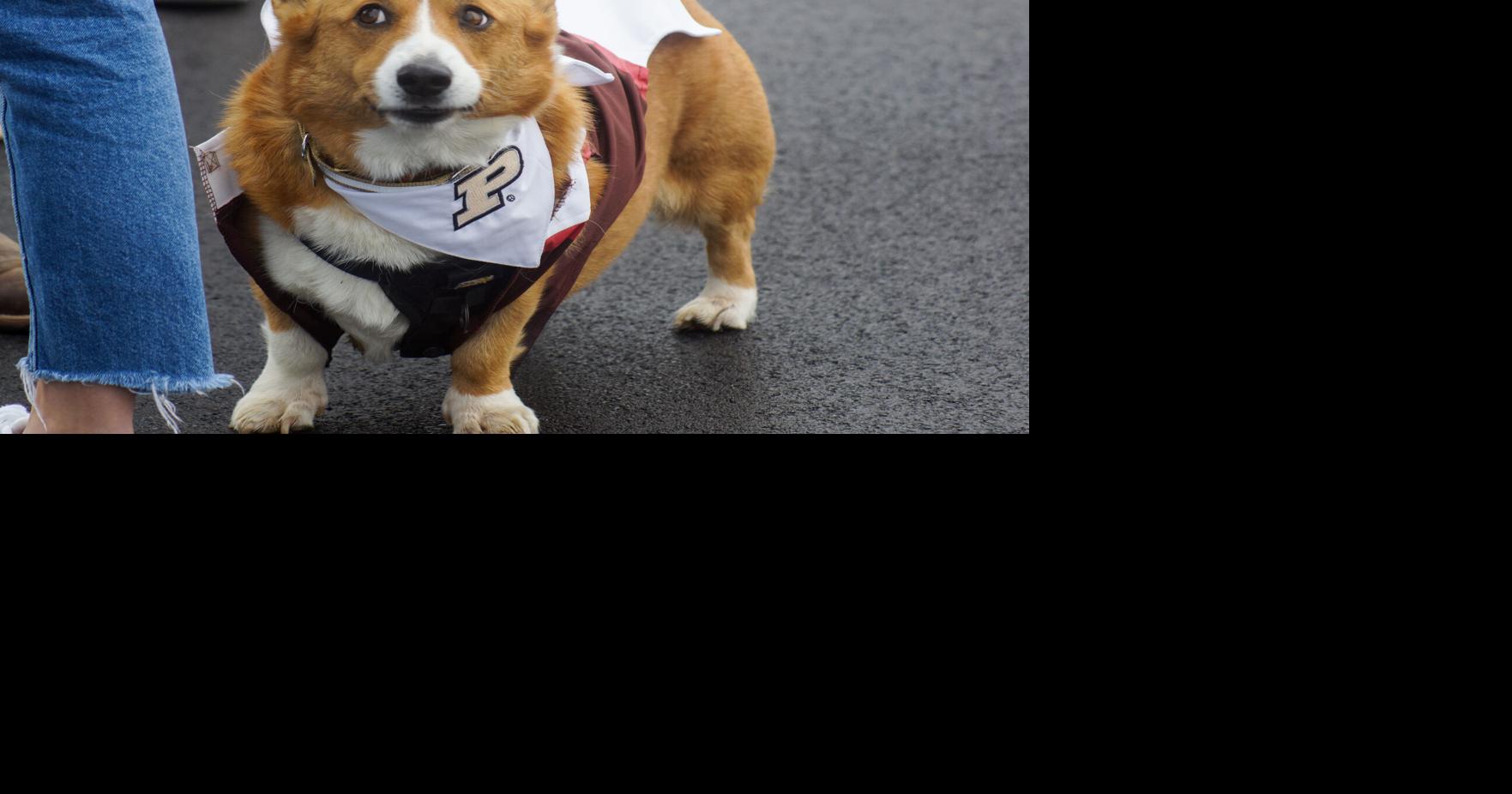 Purdue Theta Tau 5th Annual Corgi Races, Corgi reps Purdue apparel ...