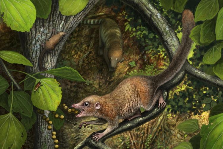 Teeny tiny fossil reveals clues about evolution of primates | National ...