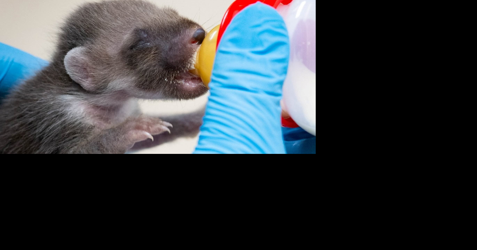 Rare newborn pine marten rescued from trash can | National ...