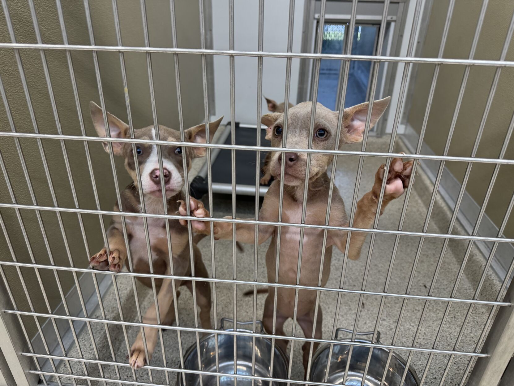 New Humane Society opens, will serve Greater Lafayette | General News ...