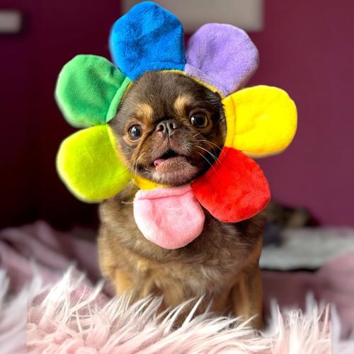 Fans of TikTok famous dog raising funds to pay for pug’s hospital bills ...