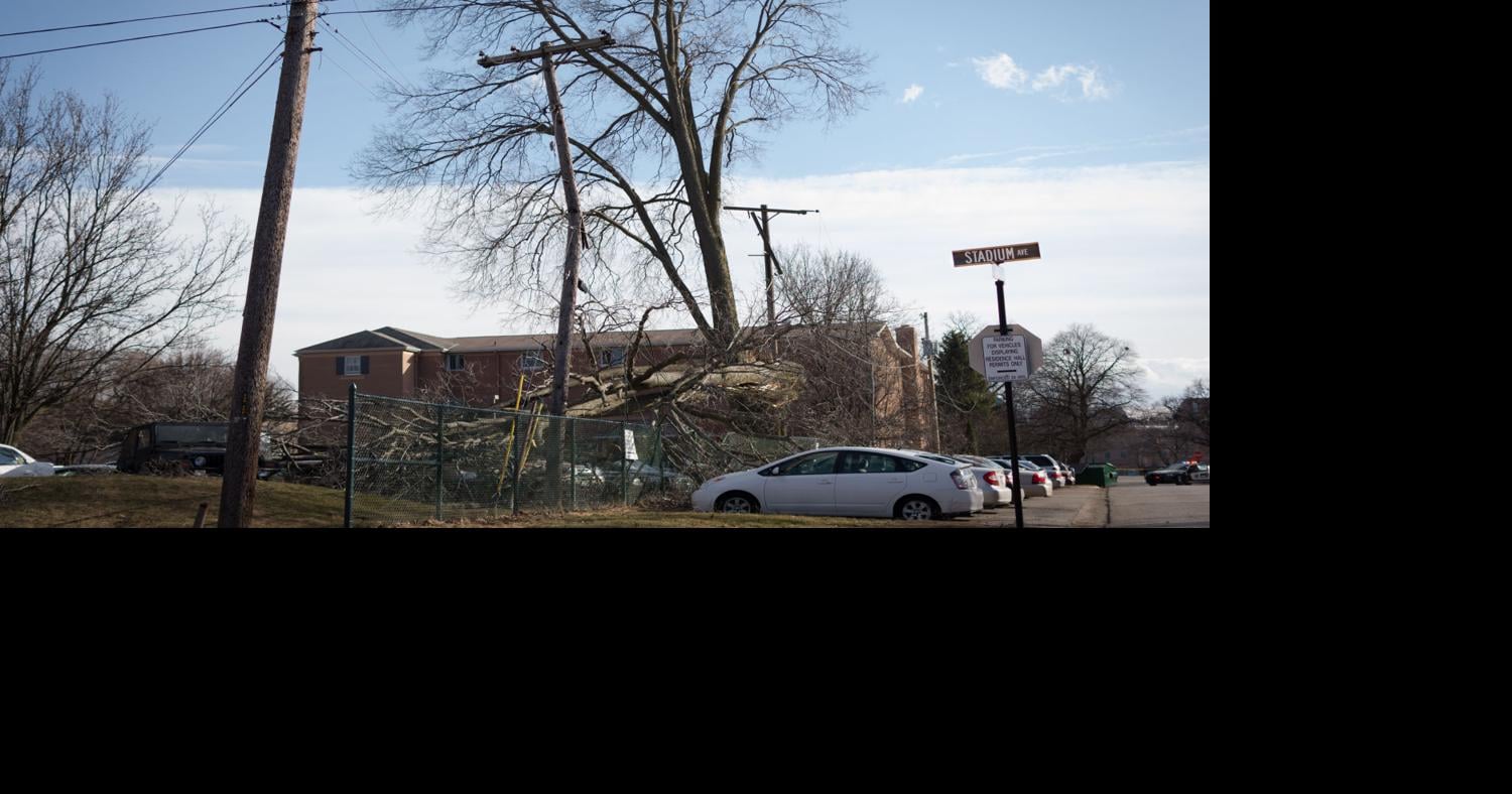 2/19/16 Strong winds topple tree outside Tarkington Hall | Campus ...