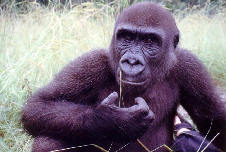Rescued gorilla with one arm becomes mom | National | purdueexponent.org