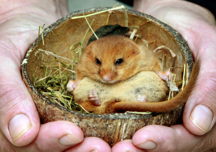 Can matchmaking save dormice from extinction? | National ...