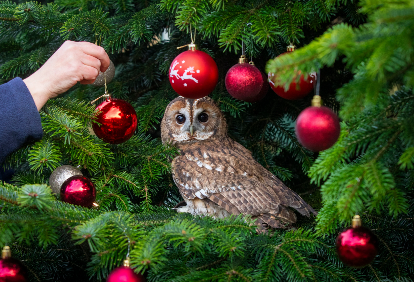 Owls get into holiday spirit by posing with Christmas tree and Santa | National | purdueexponent.org