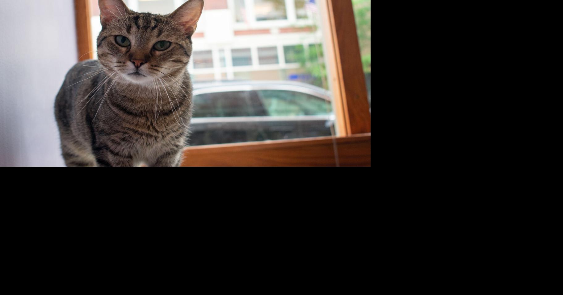 Staying paws-itive | Features | purdueexponent.org