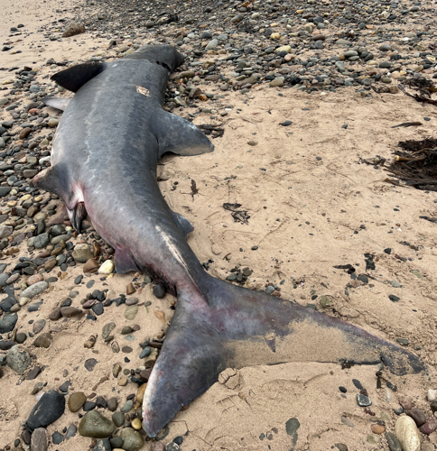 Plastic pollution putting killer whales and sharks most at risk | National | purdueexponent.org