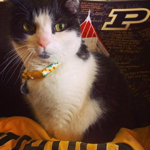 Purdue Pets: Send Us Your Photos | | purdueexponent.org