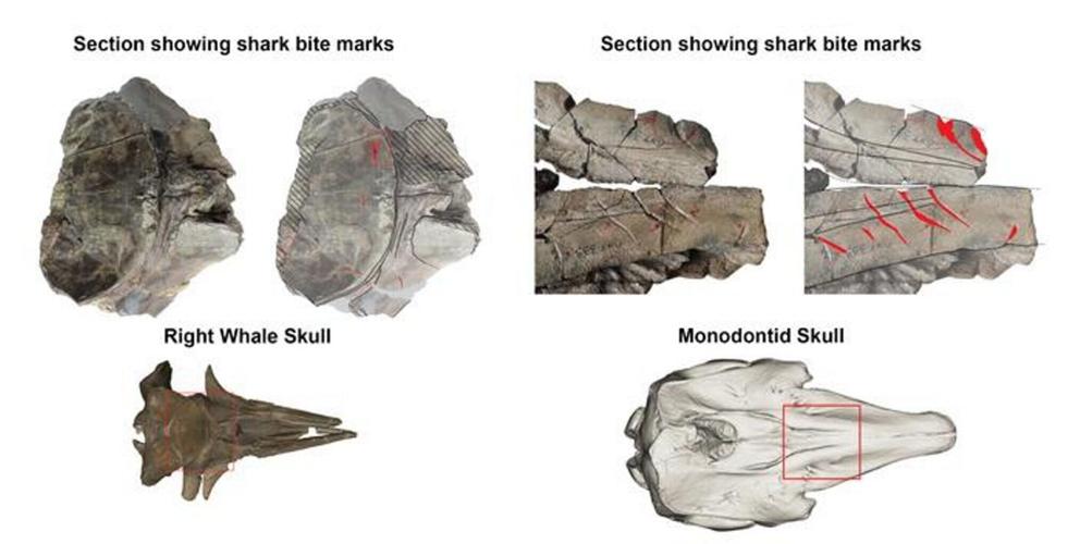 Scientists find shark teeth in ancient whale skulls | National ...