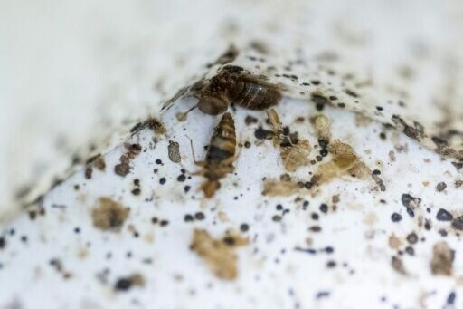 Malaysian scientists recruit bed bugs as crime scene sleuths | National ...