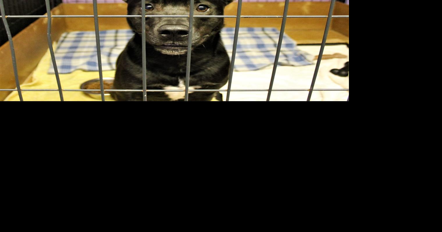 Natalie's Second Chance dog shelter depends on volunteering from Purdue ...