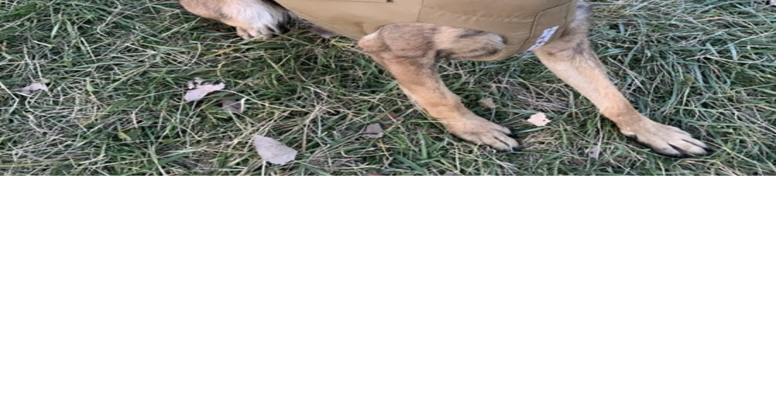 State police dog gets new armor | City & State | purdueexponent.org