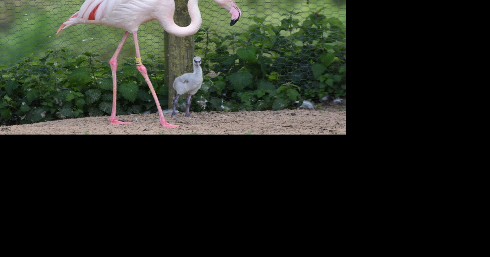 Flamingo chicks hatch at nature reserve | National | purdueexponent.org