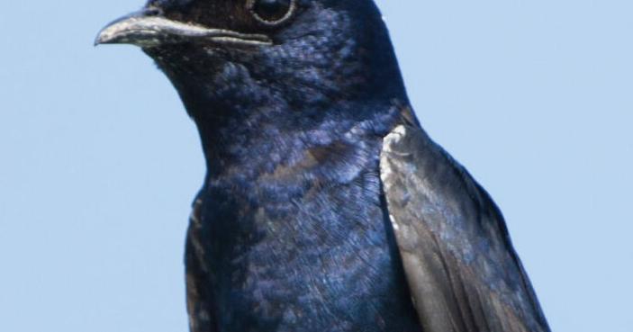 Early bird: Purple Martins return to Indiana | City State ...