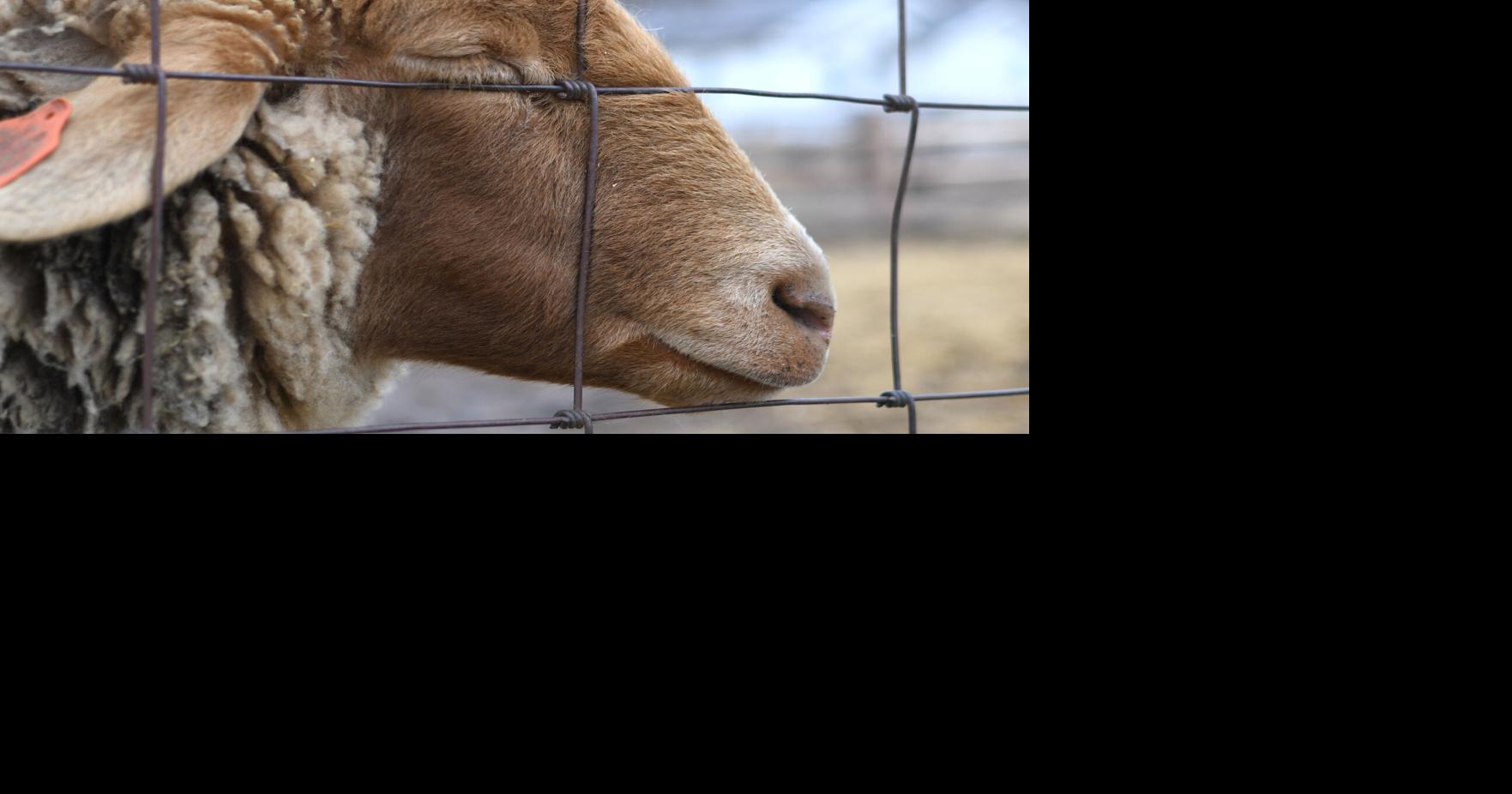 3/8/24 Coco sheep | City & State | purdueexponent.org