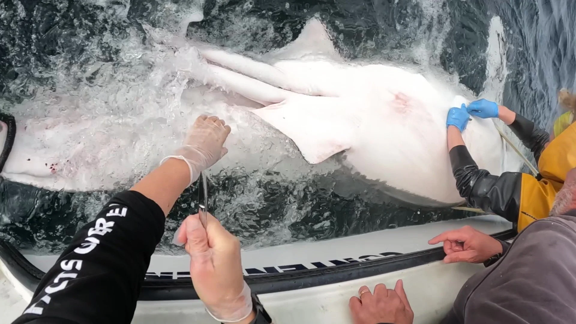 Great white shark ‘Ripple’ ventures deep into Gulf of Mexico | National ...
