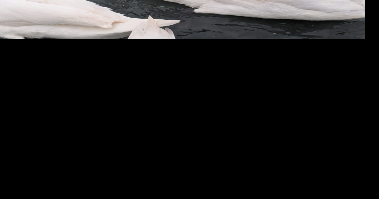 Is moldy bread turning these swans pink? | National | purdueexponent.org
