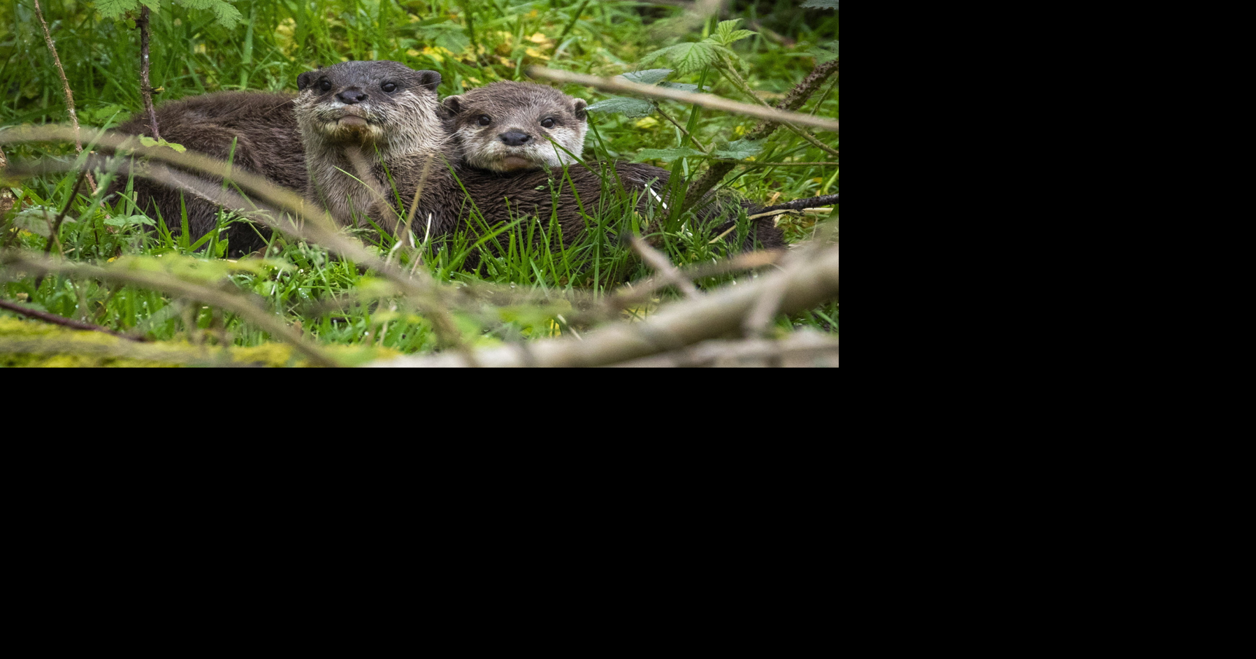 Two lonely otters unite to save species | National | purdueexponent.org