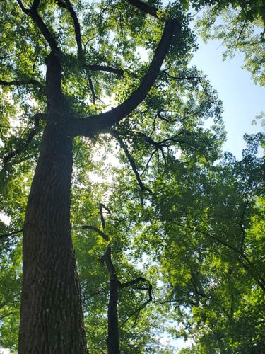 Summer's ‘snowflakes’: Cottonwood seeds float through the air | Campus ...
