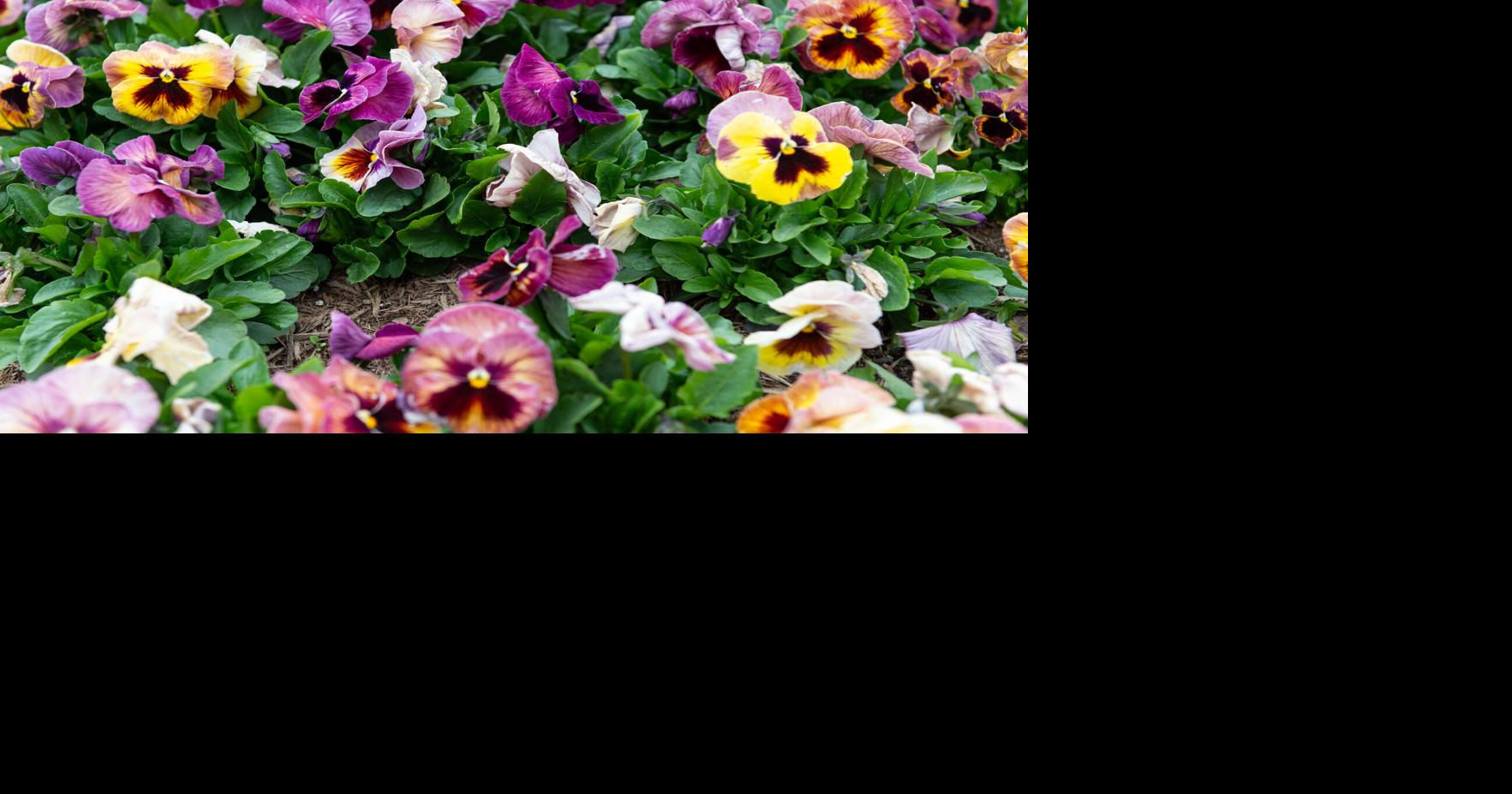 4/25/21 Daily Photo, Flowers | Campus | purdueexponent.org